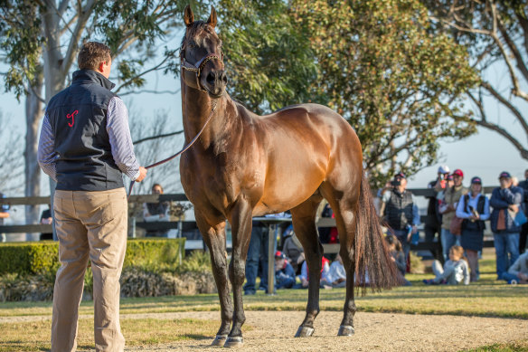 I Am Invincible on cusp of first stallions’ premiership after King Of ...