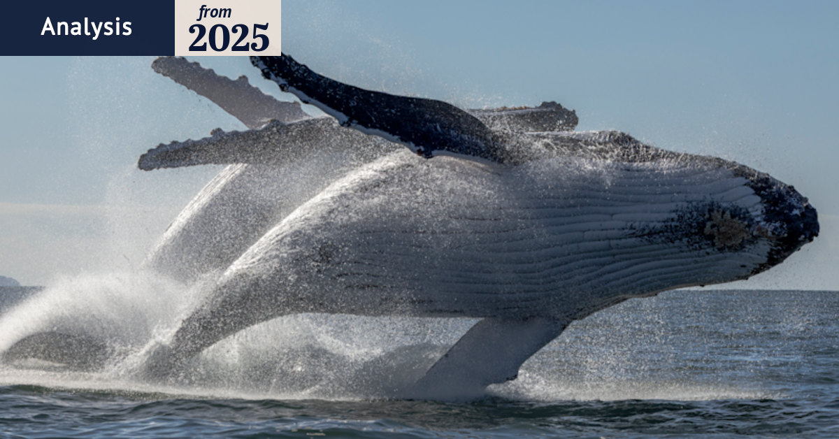 Sydney free train travel: Whale watching bookings surge during fare ...