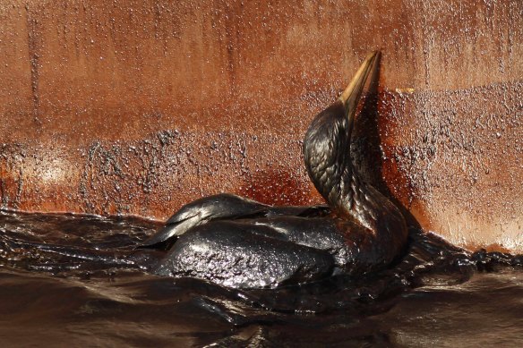 CSIRO accused of allowing BP to vet research on catastrophic oil spill