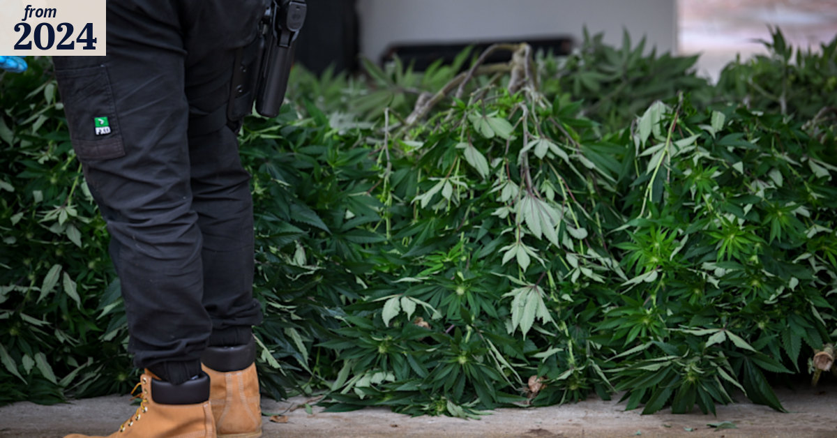 Criminalising cannabis: Penington Institute report shows how Australia ...