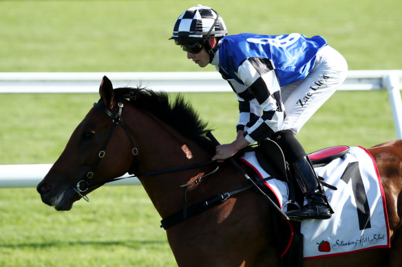 From Ascot to Hawkesbury, Berkshire Shadow brings the best of British form