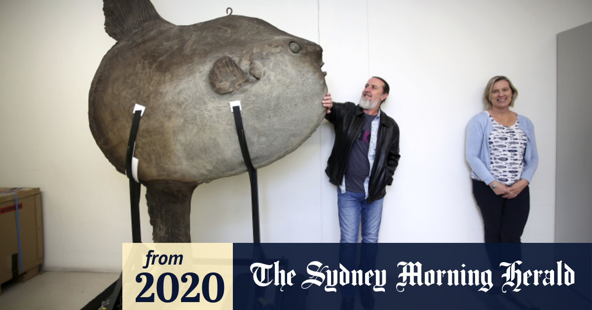 Scientists crack the enigmatic beginnings of the sunfish