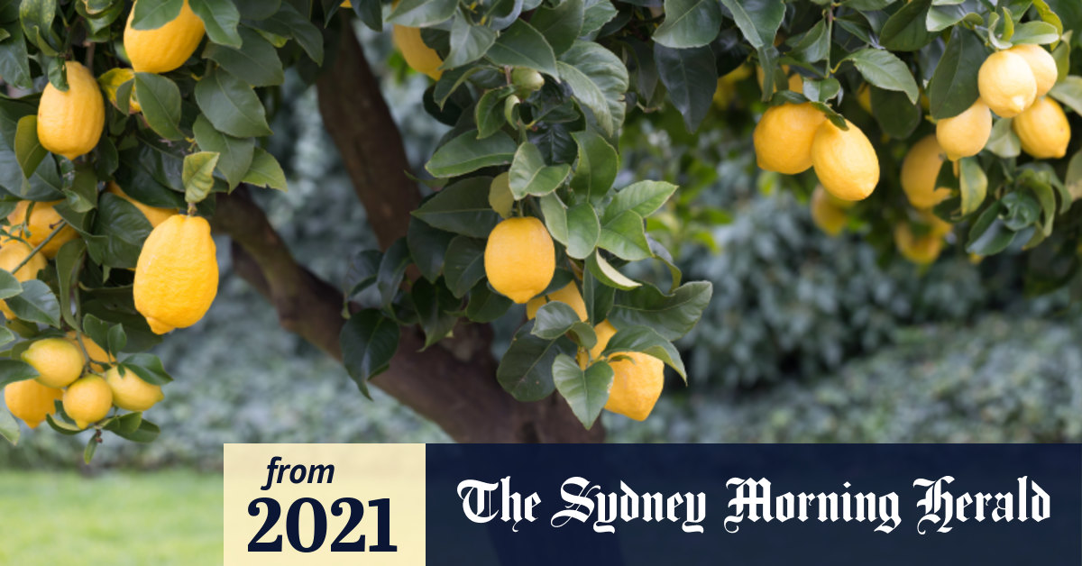 Growing citrus in your garden: tips for lemons, oranges and limes