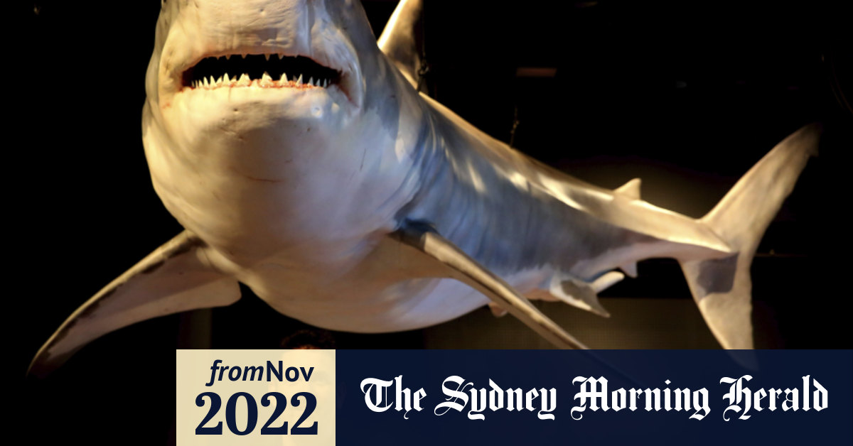 One clear winner in Sydney’s battle of the museums