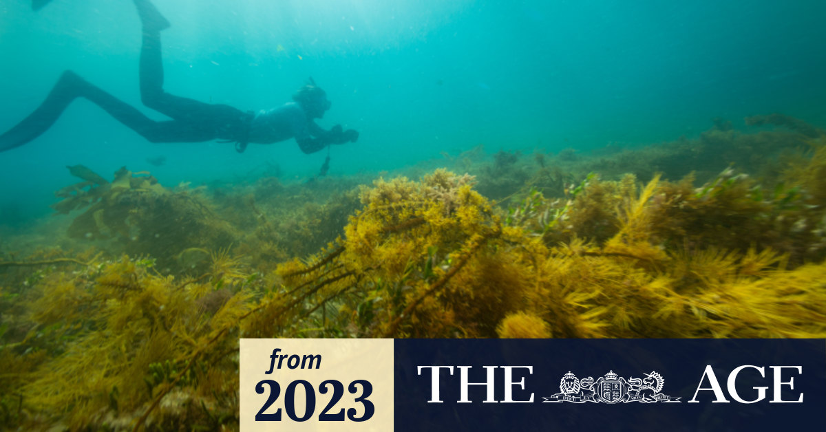 Victorian oceans: New research finds marine national parks and ...