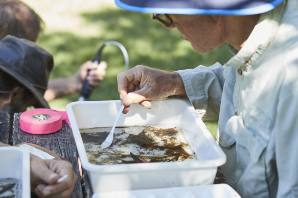 Royal National Park platypus DNA wiped out, research confirms