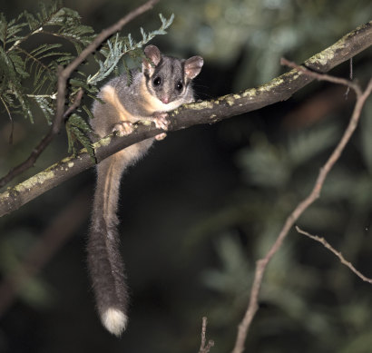 Hope for lowland Leadbeater’s possum as conservationists identify 34 in ...