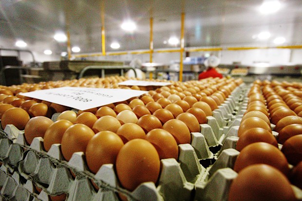 Egg giant Pace Farm to hit auction block with $1b price tag; bank hired