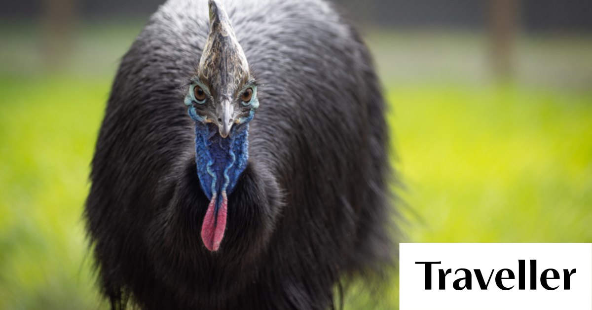 These birds are named ‘world’s most dangerous’. But are these ...