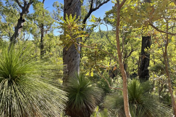 WA bushfires: Environment watchdog wants scientific probe of Western ...