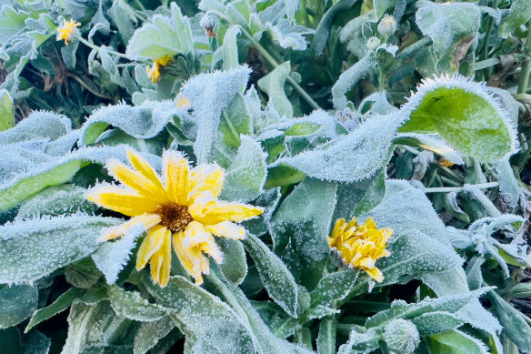 Why the last frost of the season is important for your garden