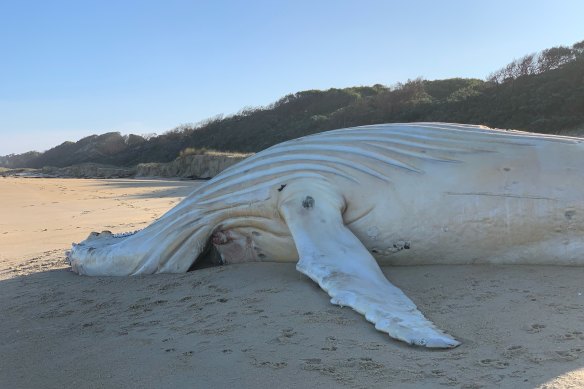 Migaloo The White Whale