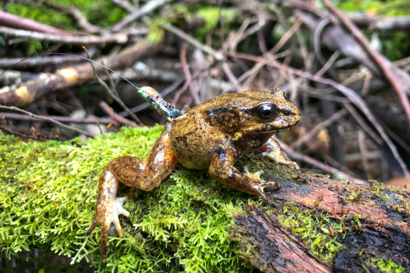 Riveting radio for scientists after 50 frogs freed on Mt Baw Baw