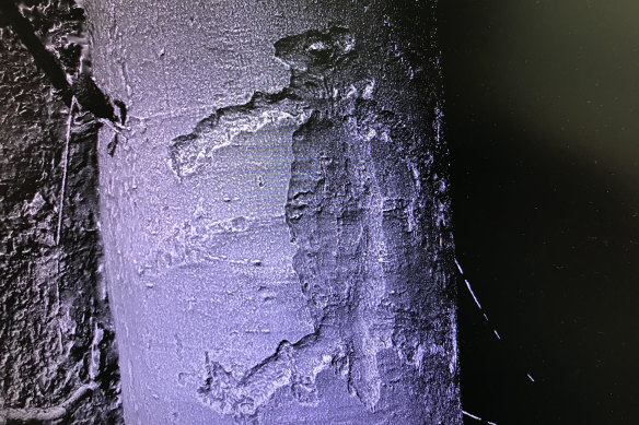 When an Indigenous scar tree falls in the forest, everyone now knows