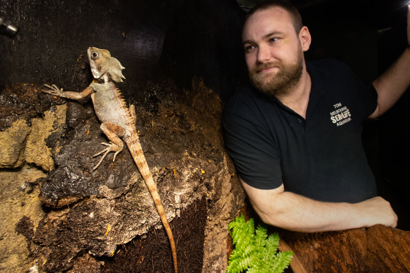 Doris the lady lizard now appears to be male, stunning scientists ...