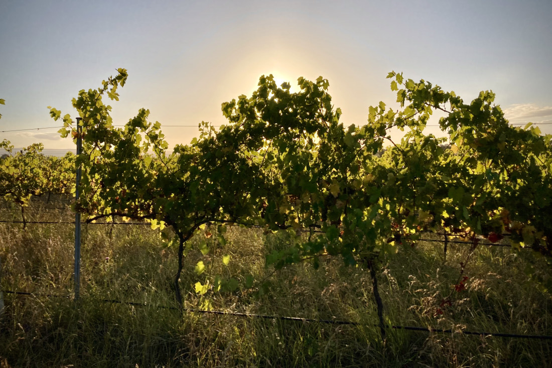 Ravensworth wines in the Australian Capital Territory’s Murrumbateman ...