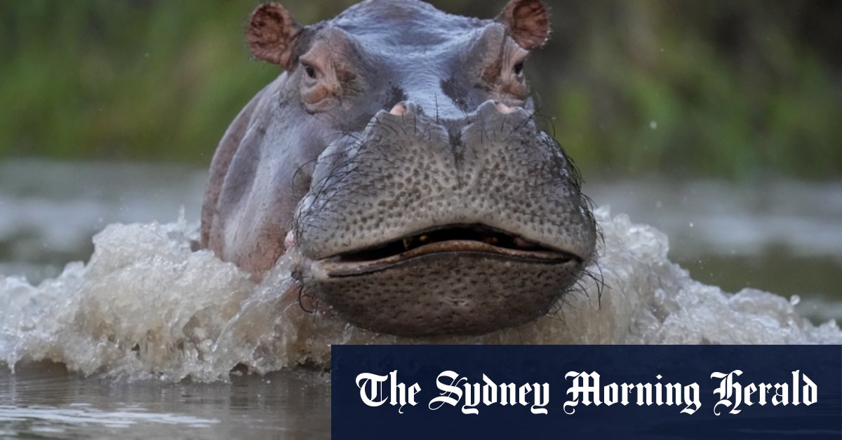 Hippo attack leaves one dead and 23 missing in Malawi after canoe capsizes