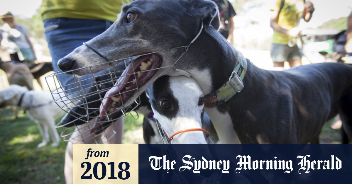 Greyhound racing still a 'cruel' sport