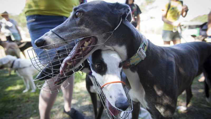 Greyhound racing still a 'cruel' sport