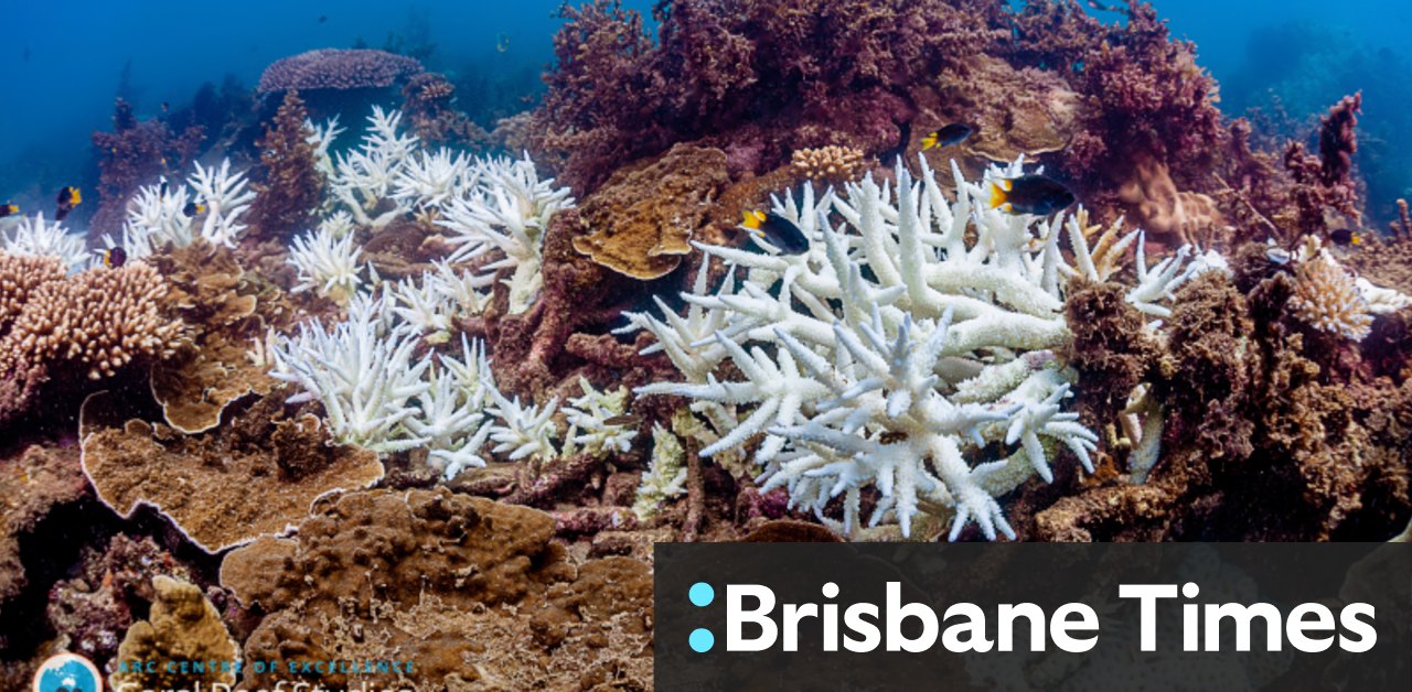 Probiotic bacteria could save coral reefs