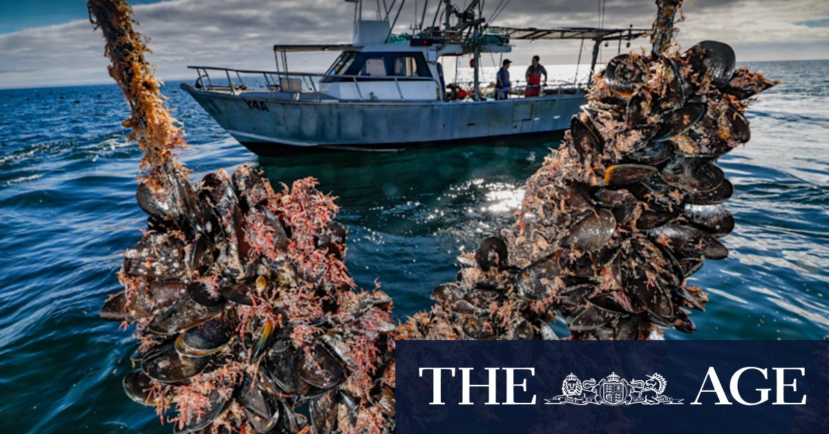 Shellfish farming to be expanded in Port Phillip Bay in Victoria