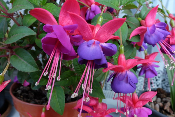 The real power of a flower