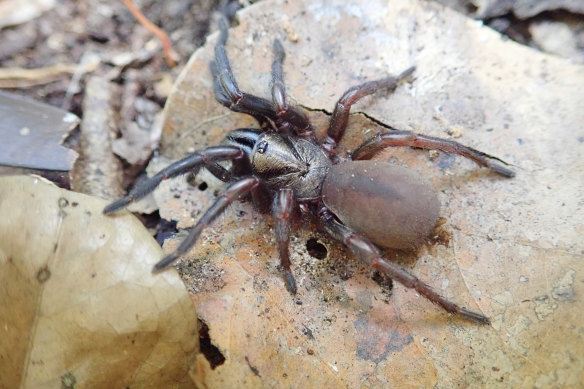 Search is on for 100 new spider species to help weave web of knowledge