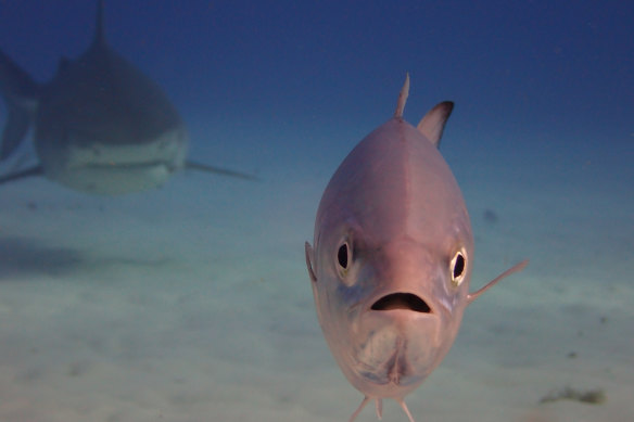 Itchy fish use sharks as scratching posts, WA study finds