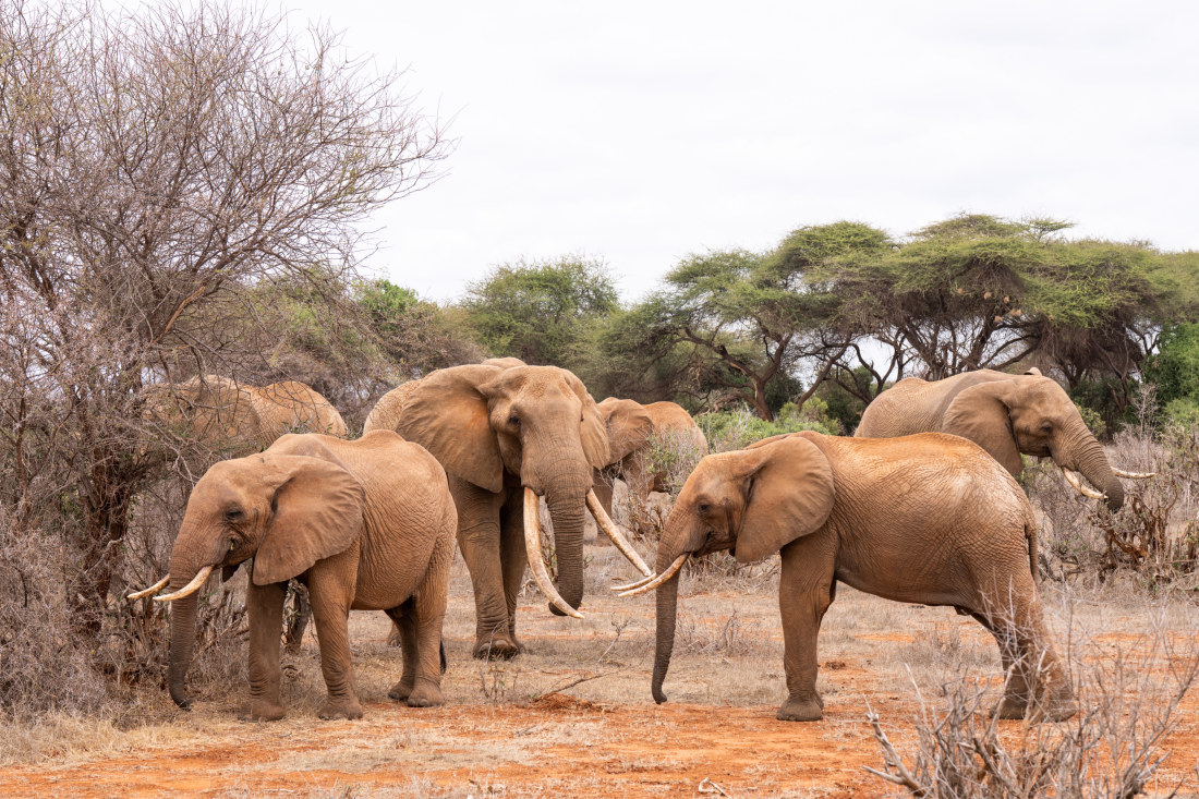 On safari to see rare ‘big tusker’ elephants at Tsavo East National ...
