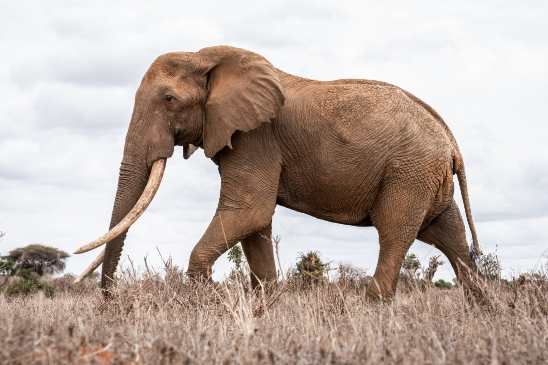 On safari to see rare ‘big tusker’ elephants at Tsavo East National ...