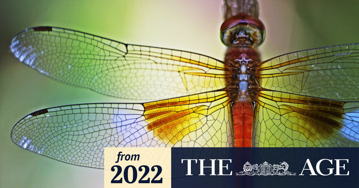 Garden overrun with mosquitos? It’s time to attract the dragonfly