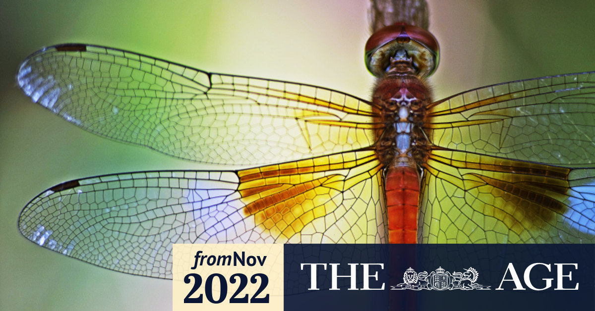 Garden overrun with mosquitos? It’s time to attract the dragonfly