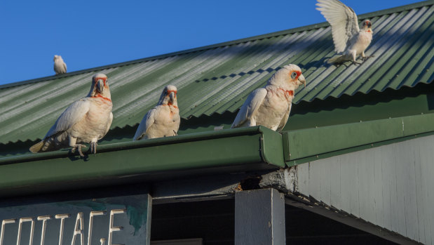 Nowra struggles with corella flock influx
