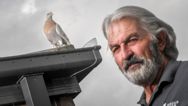 Duck hunting: Lost pigeon puts animal welfare in the spotlight