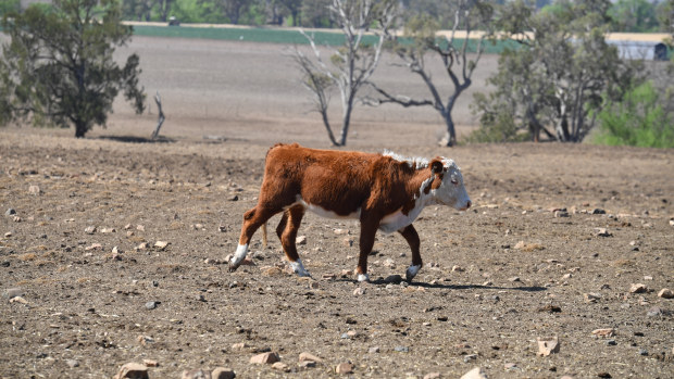 Drought dries up Blue Sky's Wagyu beef fund