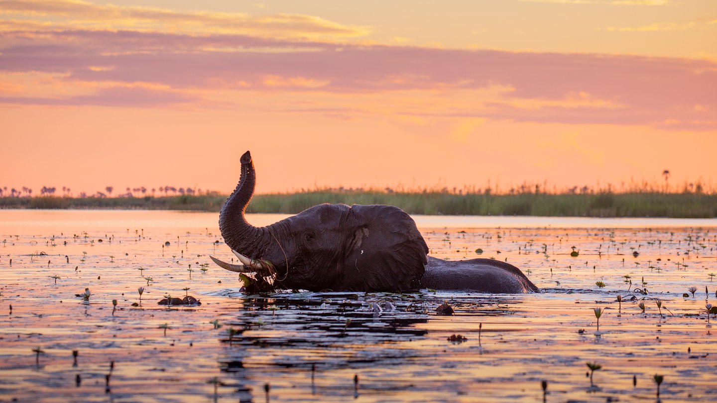 Welcome to “Giraffic Park”: a safari adventure where conservation is king