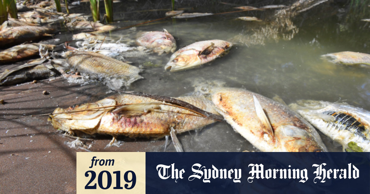 Menindee: Darling River dead Murray cod still surfacing after mass fish ...