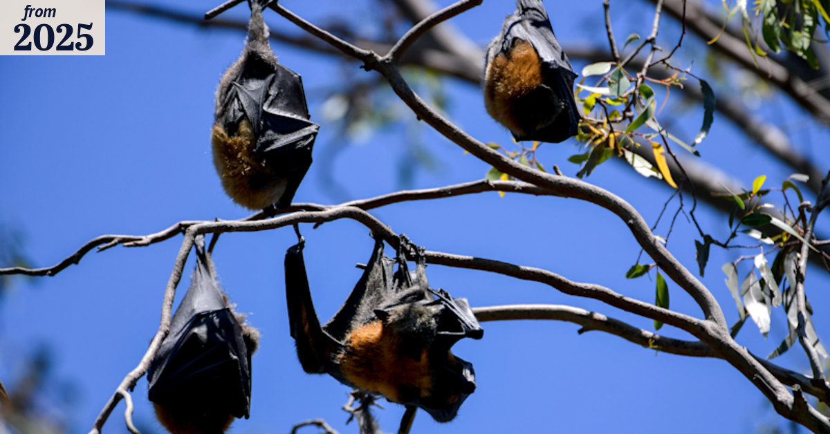 The bats are back: Grey-headed flying foxes have returned to Melbourne ...
