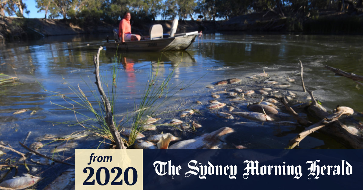 Threat of more mass fish-kills across Murray-Darling Basin