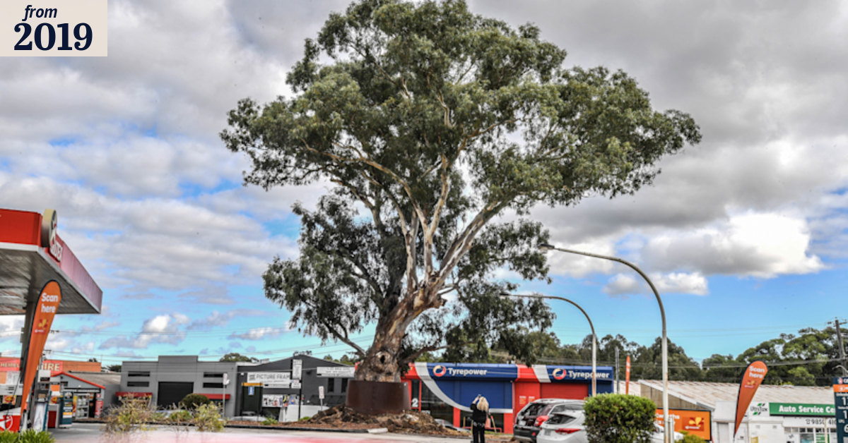 After 300 years, 'splendid' red gum will be felled for North East Link