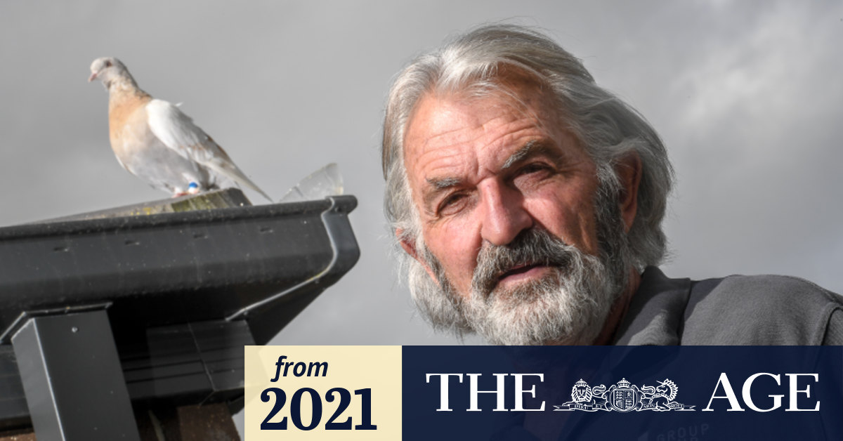 How Joe the pigeon won hearts globally