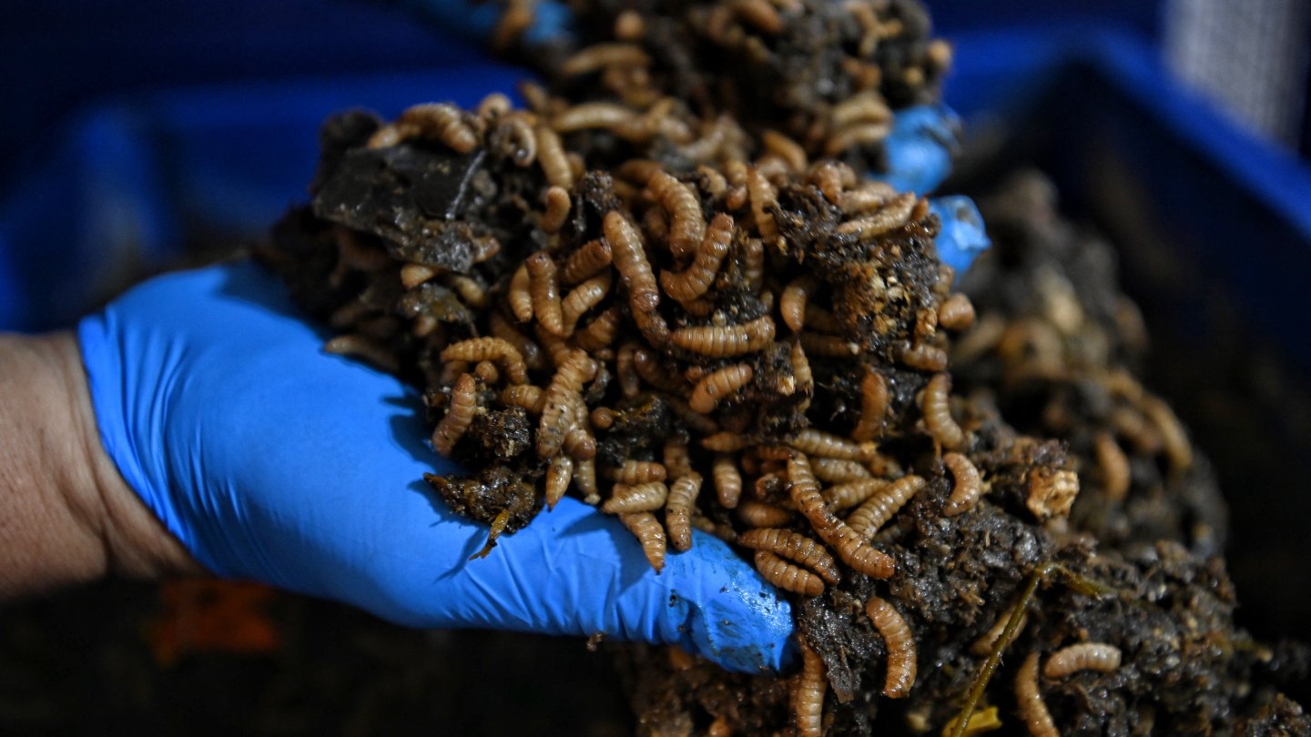 Maggots, bees move into Sydney's Barangaroo 'farm'