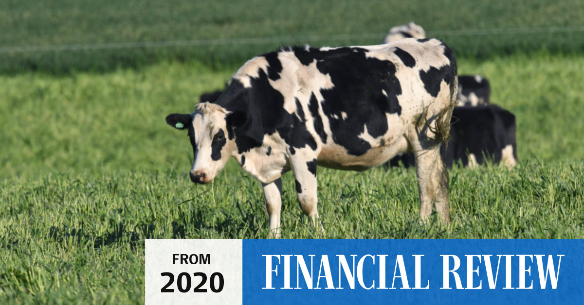 Say cheese! Beston Global Food Company launches raising