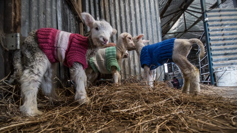 Knitted jumpers for lambs aren't just cute. They're saving lives