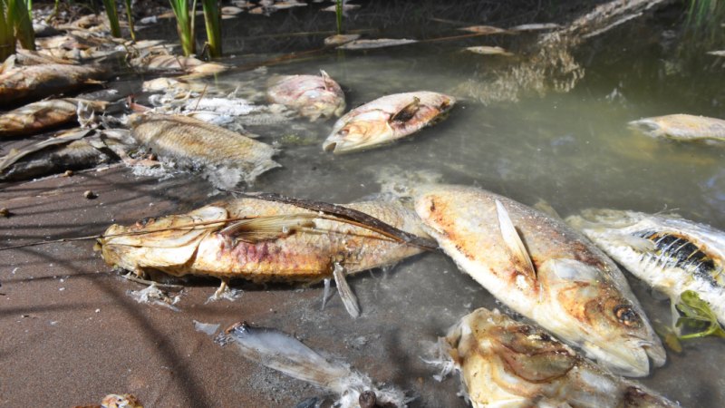 Menindee: Darling River dead Murray cod still surfacing after mass fish ...