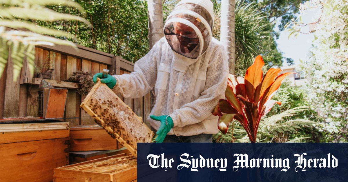 The sting in the tale of Sydney’s boom in urban beekeeping