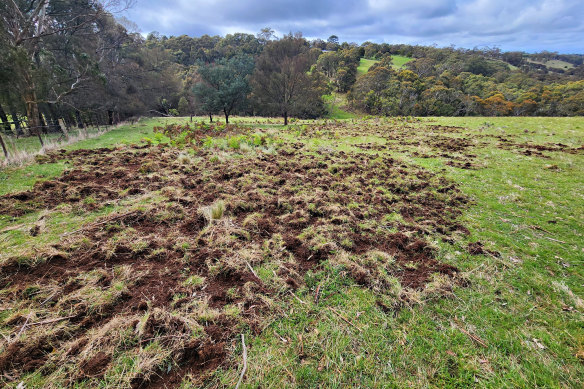 Feral pigs encroaching on Melbourne suburbs