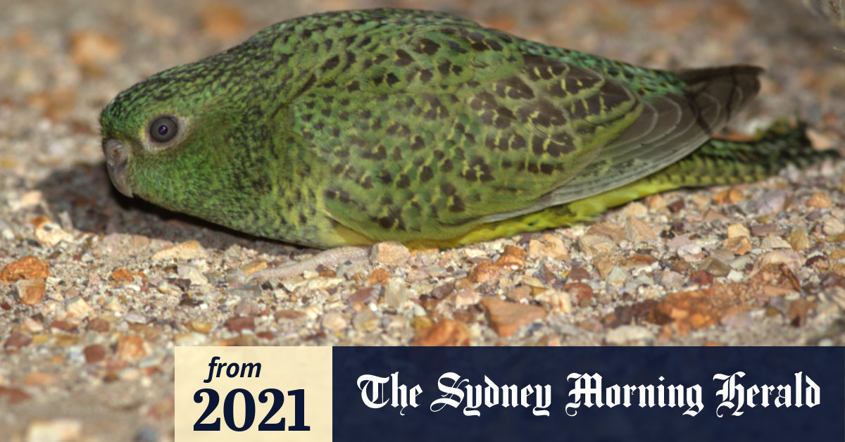 Rare night parrot photograph ’gives us hope there are more out there