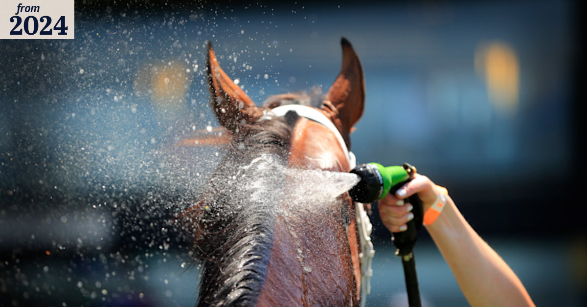 Son of Bull Point ready to make charge in Country Championship betting