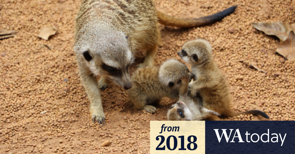 Baby meerkat goes missing from Perth Zoo